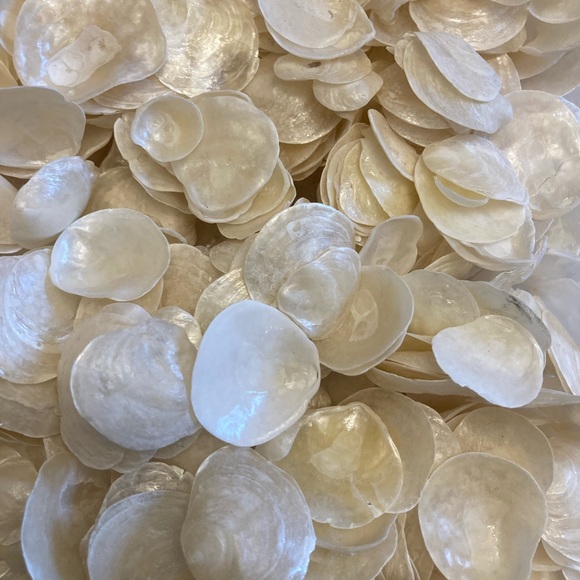 Other | 5 Creamy White Jingle Shells Marco Island | Poshmark